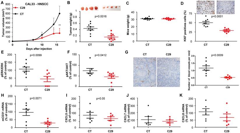 New CXCR1/CXCR2 inhibitors represent an effective treatment for kidney ...