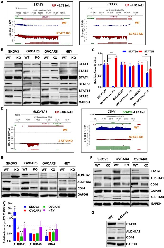 Multi-omics profiling reveals key signaling pathways in ovarian cancer ...