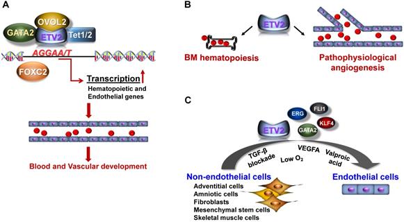 ETV2/ER71 Transcription Factor as a Therapeutic Vehicle for ...
