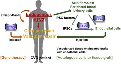 ETV2/ER71 Transcription Factor as a Therapeutic Vehicle for ...