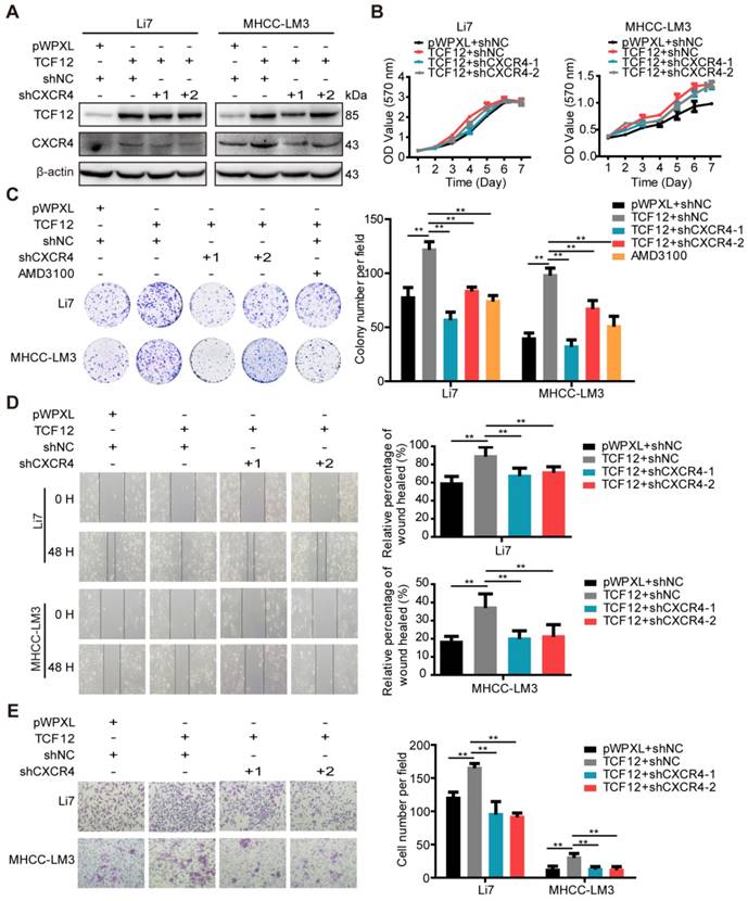 TCF12 promotes the tumorigenesis and metastasis of hepatocellular ...