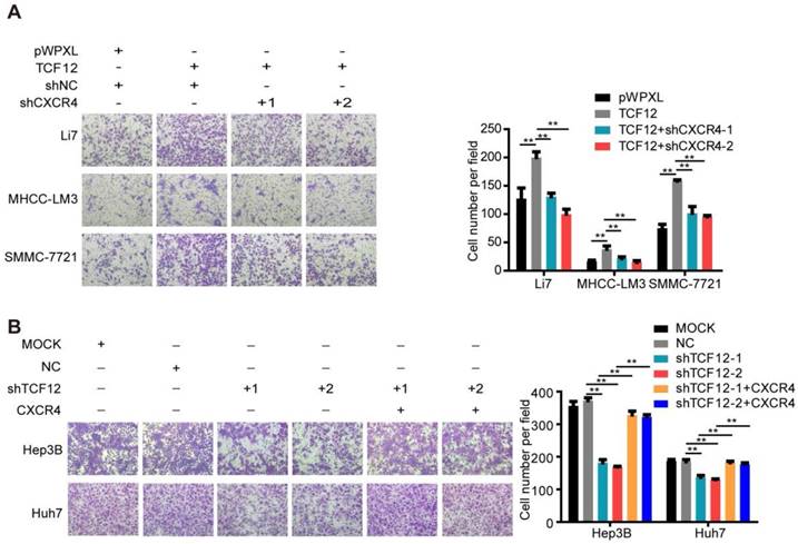 TCF12 promotes the tumorigenesis and metastasis of hepatocellular ...