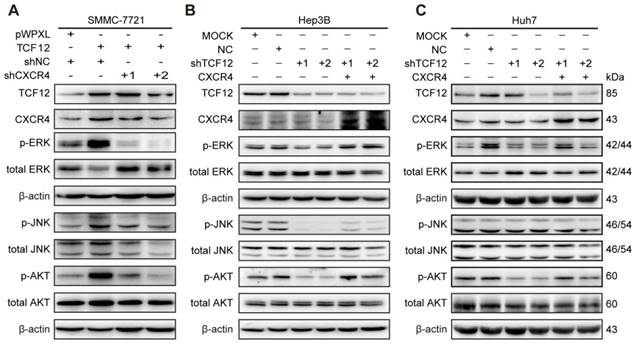 TCF12 promotes the tumorigenesis and metastasis of hepatocellular ...