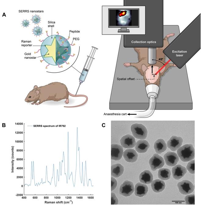 Non-invasive In Vivo Imaging of Cancer Using Surface-Enhanced Spatially ...