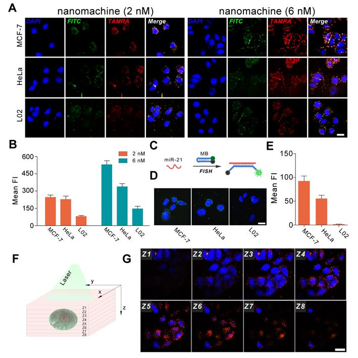 An all-in-one homogeneous DNA walking nanomachine and its application ...
