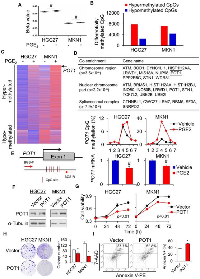 Prostaglandin E2 induces DNA hypermethylation in gastric cancer in ...