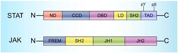 Targeted inhibition of STAT3 as a potential treatment strategy for ...
