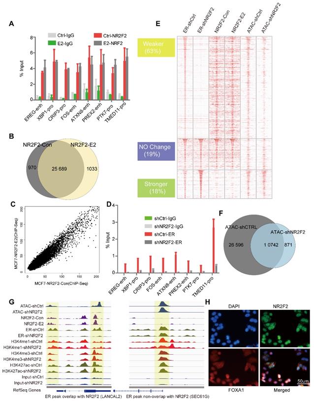 Cooperativity of co-factor NR2F2 with Pioneer Factors GATA3, FOXA1 in ...