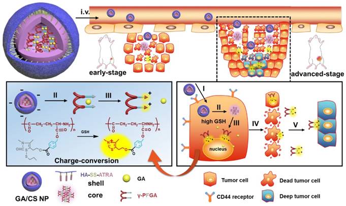 A stage-specific cancer chemotherapy strategy through flexible ...