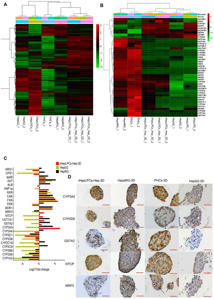 Generation of hepatic spheroids using human hepatocyte-derived liver ...