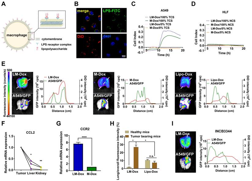 Lipopolysaccharide-anchored macrophages hijack tumor microtube networks ...