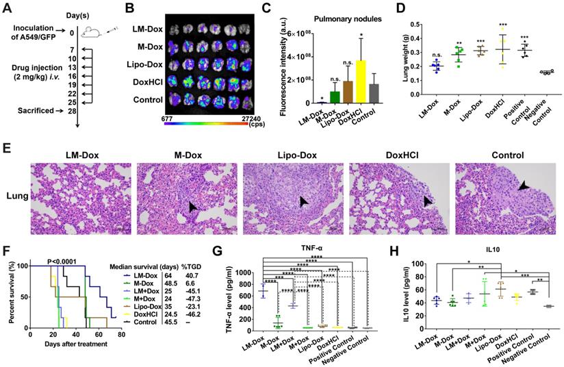 Lipopolysaccharide-anchored macrophages hijack tumor microtube networks ...