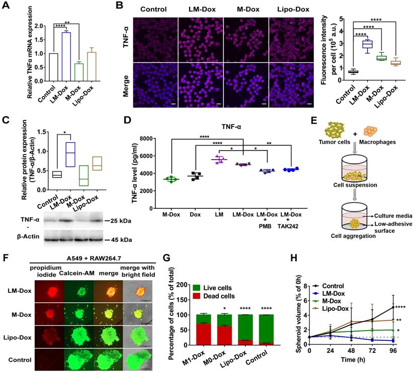 Lipopolysaccharide-anchored macrophages hijack tumor microtube networks ...