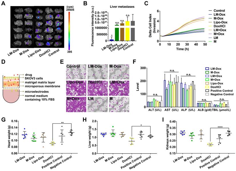 Lipopolysaccharide-anchored macrophages hijack tumor microtube networks ...