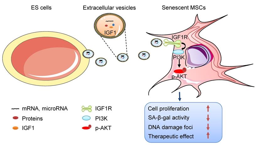 Embryonic stem cell-derived extracellular vesicles enhance the ...