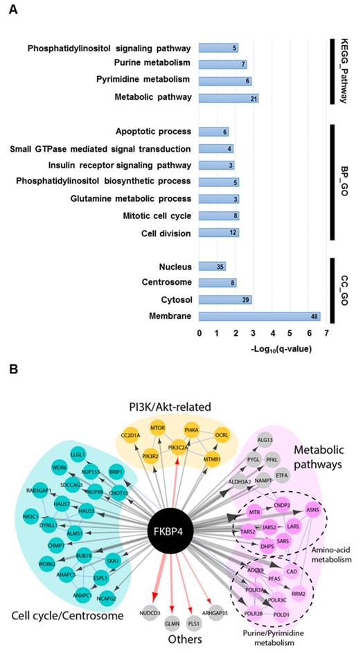 FKBP4 connects mTORC2 and PI3K to activate the PDK1/Akt-dependent cell ...