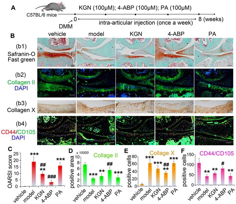 Kartogenin hydrolysis product 4-aminobiphenyl distributes to cartilage ...