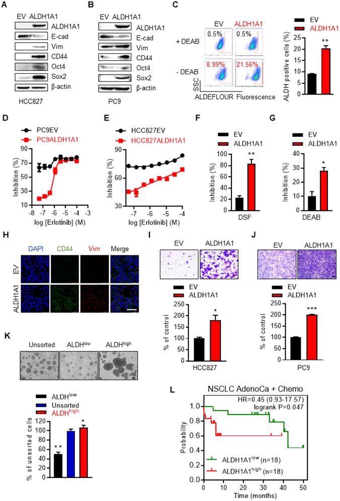 Aldehyde dehydrogenase 1A1 confers erlotinib resistance via ...
