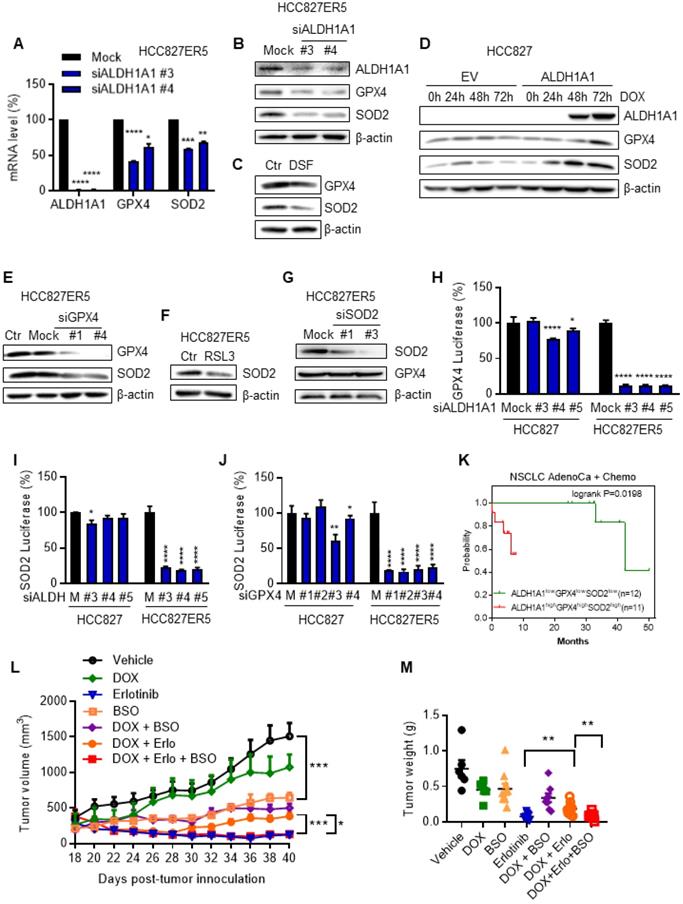 Aldehyde dehydrogenase 1A1 confers erlotinib resistance via ...