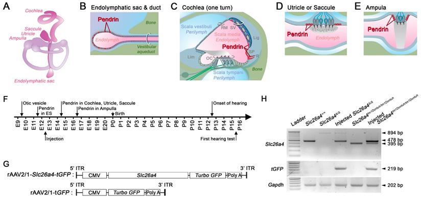 Gene therapy for hereditary hearing loss by SLC26A4 mutations in mice ...