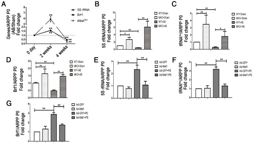 Maf1 ameliorates cardiac hypertrophy by inhibiting RNA polymerase III ...