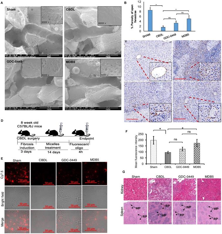 The use of micelles to deliver potential hedgehog pathway inhibitor for ...