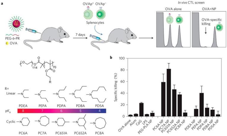 STING activation in cancer immunotherapy