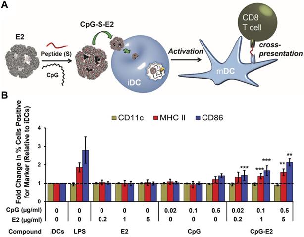 Nanoparticle Delivery of Immunostimulatory Agents for Cancer Immunotherapy
