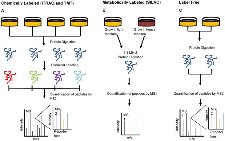 Quantitative Proteomics and Metabolomics Reveal Biomarkers of Disease ...