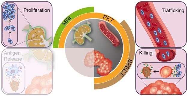 Imaging of T-cells and their responses during anti-cancer immunotherapy