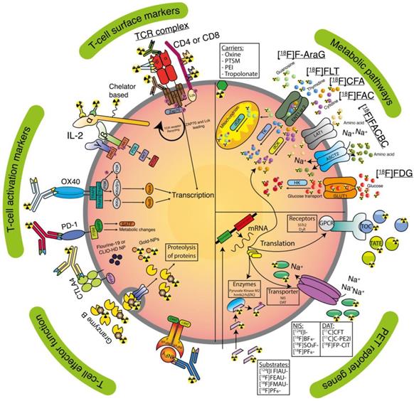 Imaging of T-cells and their responses during anti-cancer immunotherapy