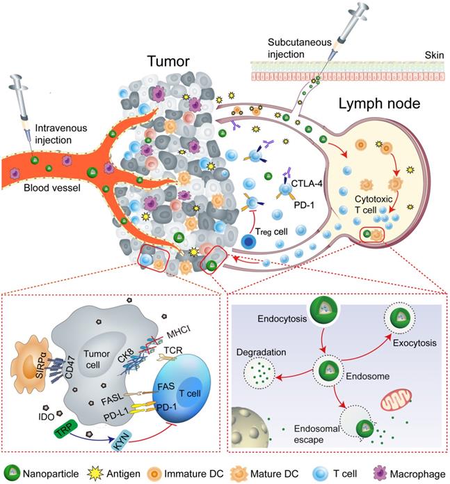 Engineering Nanoparticles to Reprogram the Tumor Immune ...