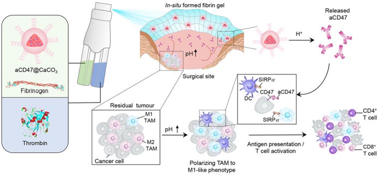 Engineering Nanoparticles to Reprogram the Tumor Immune ...