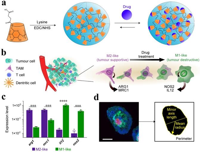 Engineering Nanoparticles to Reprogram the Tumor Immune ...