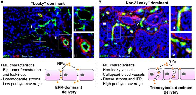 Transcytosis - An effective targeting strategy that is complementary to ...