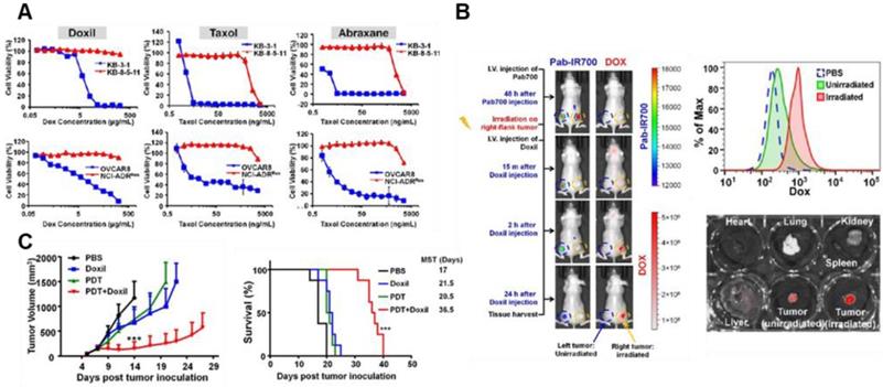 Alliance with EPR Effect: Combined Strategies to Improve the EPR Effect ...