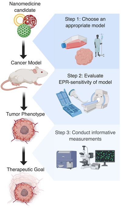 Improving accessibility of EPR-insensitive tumor phenotypes using EPR ...
