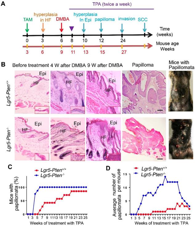 Pten loss in Lgr5+ hair follicle stem cells promotes SCC development
