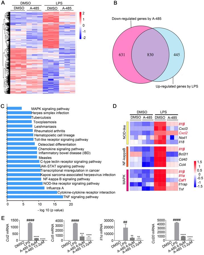 p300/CBP inhibitor A-485 alleviates acute liver injury by regulating ...