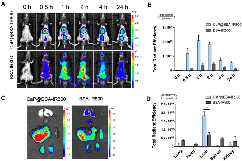 Liver-targeted delivery of TSG-6 by calcium phosphate nanoparticles for ...