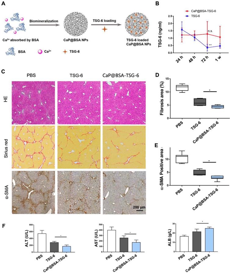 Liver-targeted delivery of TSG-6 by calcium phosphate nanoparticles for ...