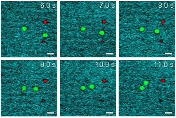 Spatial light-modulated stimulated Raman scattering (SLM-SRS ...