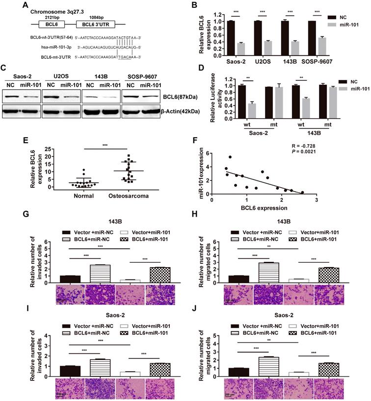 Extracellular vesicle-mediated delivery of miR-101 inhibits lung ...