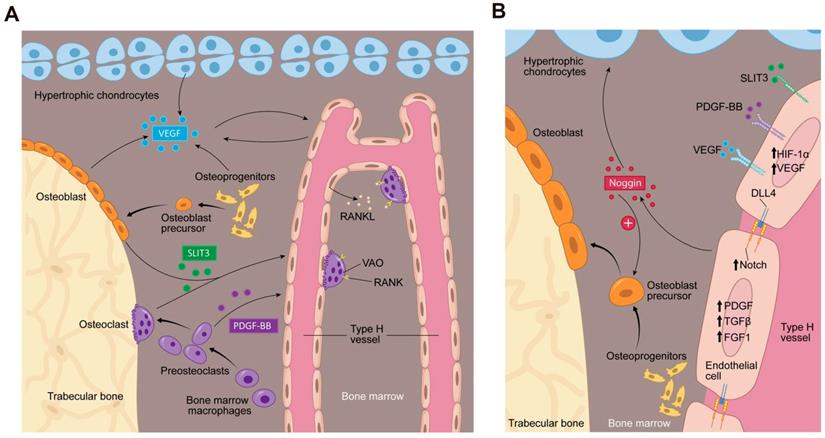 Type H blood vessels in bone modeling and remodeling