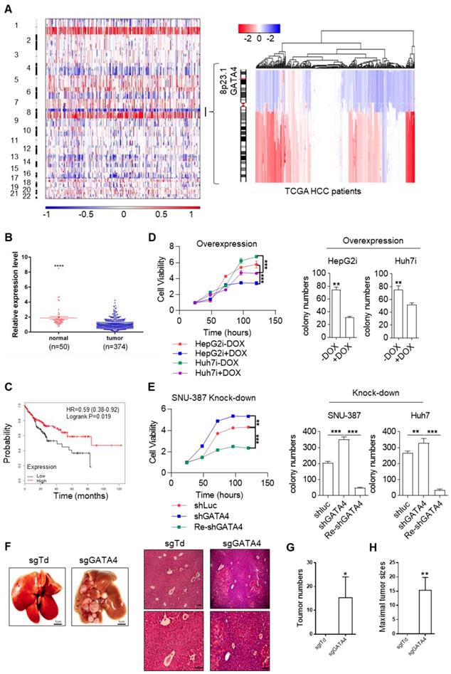 A tumor suppressor enhancing module orchestrated by GATA4 denotes a ...