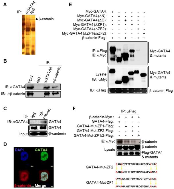 A tumor suppressor enhancing module orchestrated by GATA4 denotes a ...