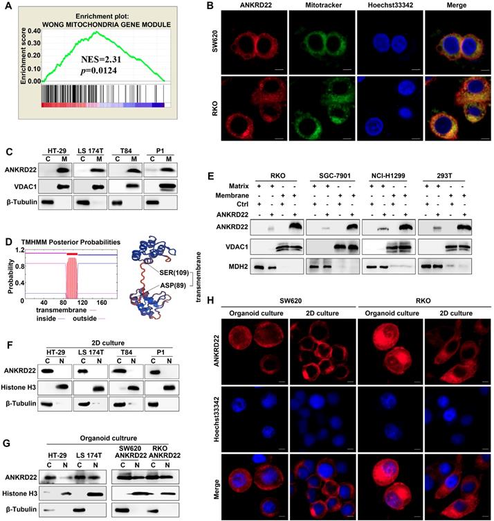 ANKRD22, a novel tumor microenvironment-induced mitochondrial protein ...