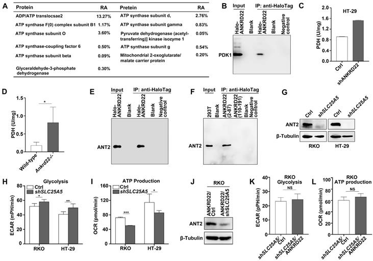 ANKRD22, a novel tumor microenvironment-induced mitochondrial protein ...