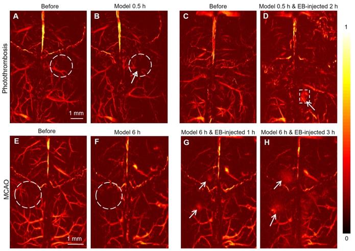 In vivo photoacoustic imaging dynamically monitors the structural and ...