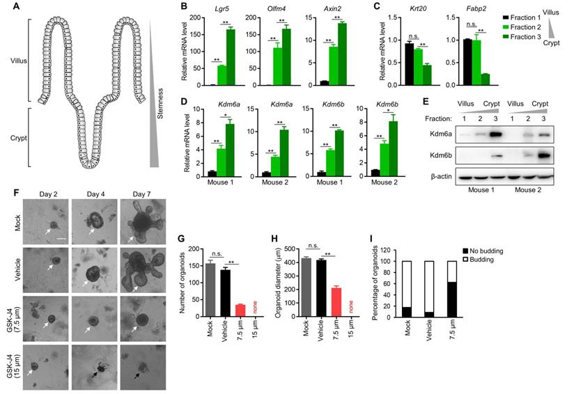 Targeted inhibition of KDM6 histone demethylases eradicates tumor ...